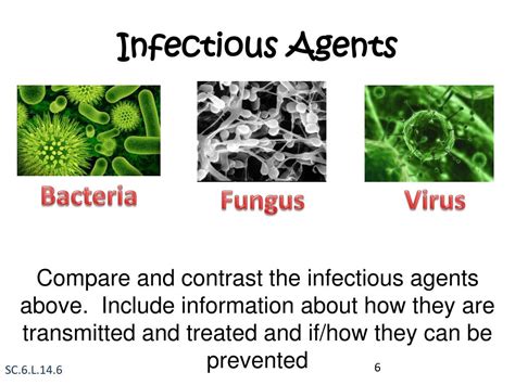 Ppt Hierarchy Powerpoint Presentation Free Download Id3123706