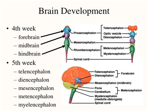 Diencephalon Mesencephalon