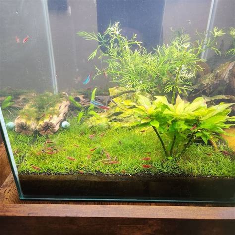 X2 Subwassertang Moss On Cholla Wood Shrimp Hideout And Betta Aquarium