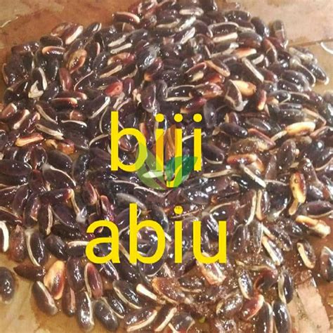 Jual Biji Sawo Abiu Australia Murah Agro Bibit Id