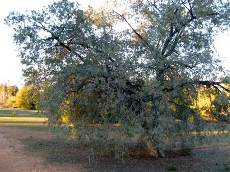 Favorite Plants California Native Trees And Shrubs If Nature Could Talk