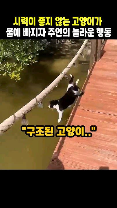 시력이 좋지 않은 고양이가 물에 빠지자 주인의 놀라운 행동 Youtube