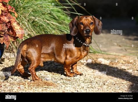 Smooth Haired Miniature Dachshund