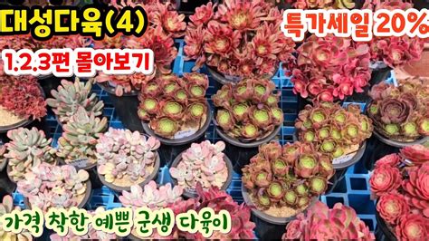 대성다육 4 123편 몰아보기 예쁜 다육이들 20 할인 Youtube
