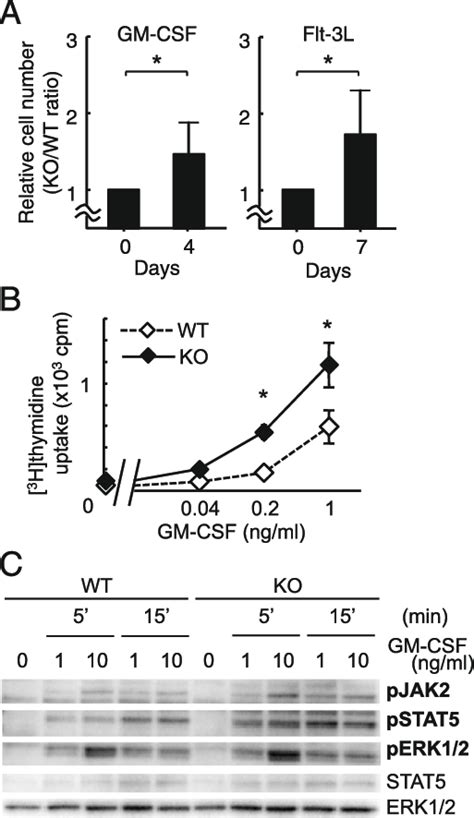 Gm Csf Dependent Growth And Signaling Responses Were Enhanced In Lnk Download Scientific