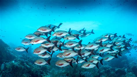 壁紙 魚の群れ、水中、海 5120x2880 Uhd 5k 無料のデスクトップの背景 画像