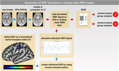 schematic of hrf simulation rs fmri data were co registered to their