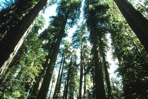 How Tall Can Trees Grow Live Science