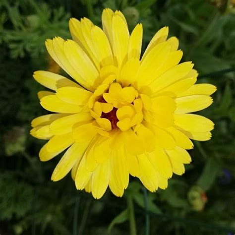 Chrysanthemum Planting Guide
