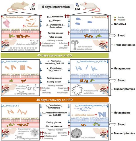 Integrated Metagenomic And Transcriptomic Analyses Reveal The Dietary Dependent Recovery Of Host