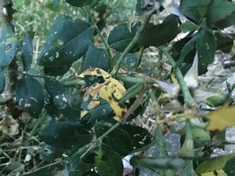 Roses A Feast For Many Insectsmystery Plant Idwhy Hydrangea Flowers