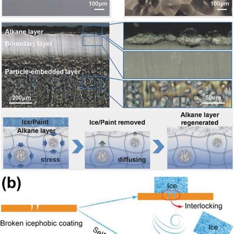 Dais With Self‐responsive Substrates A The Alkane‐embedded Structure Download Scientific