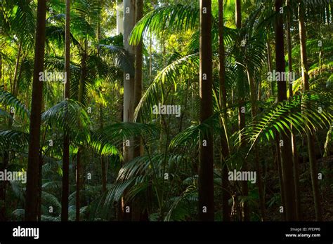 Palm Trees In Lush Subtropical Rainforest Nightcap National Park Nsw