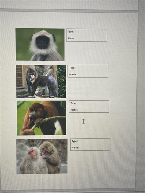 Name Part I Primate Vs Non Primate Identification