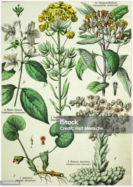 빅토리아 스타일 라틴어 그리고 오래 된 독일 스크립트에 해당 자막을 가진 식물 Lithographs 뮌헨 18801889 년 독일입니다 1880 1889 년에 대한 스톡