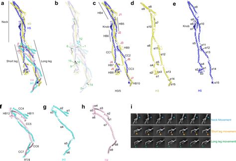 Structure Of The Tail Of Augmin A Overall Architecture Of The Tail Of