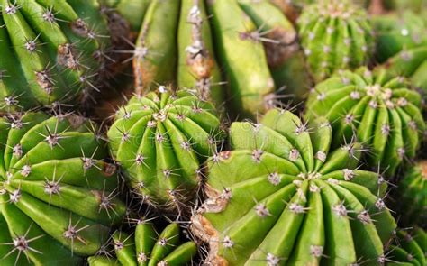Cuctus Desert Plant Different Shape Green Cuctus Texture Background Stock Image Image Of