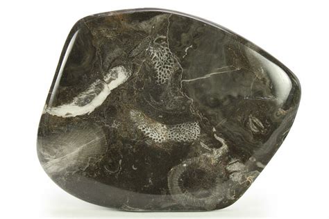 7 Polished Devonian Fossil Coral And Bryozoan Plate Morocco 290350