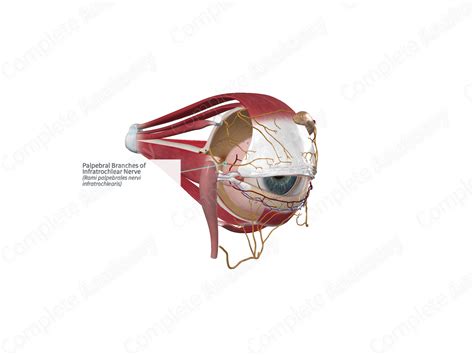 Palpebral Branches Of Infratrochlear Nerve Complete Anatomy