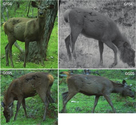 Estimating Deer Density And Abundance Using Spatial Mark Resight Models With Camera Trap Data
