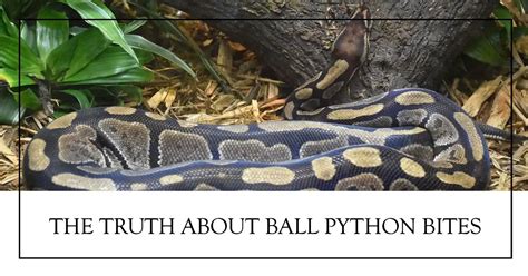 Do Ball Pythons Bite