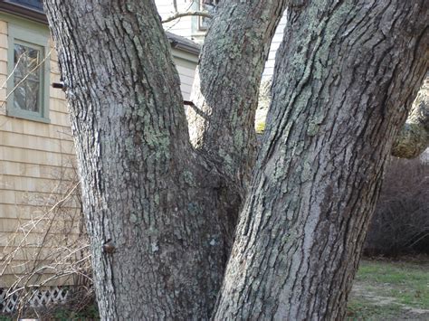 Structural Cabling Bracing Fielder Tree Service