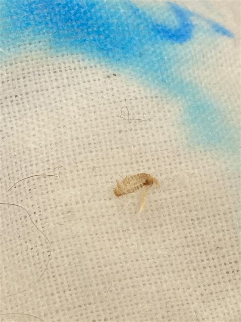 Found This Bug Shell Looking Thing In My Nightstand Today Can Anyone