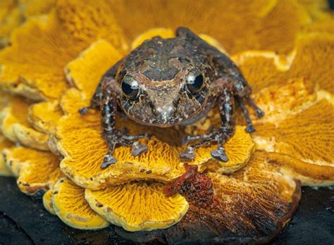 Ni Princesas Ni Príncipes Encantados Solo Anfibios Amenazados Portal