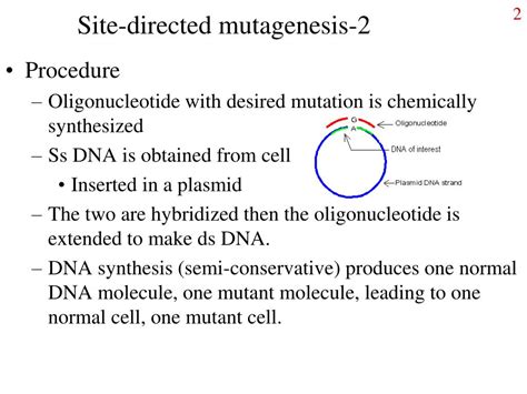 Ppt Site Directed Mutagenesis Powerpoint Presentation Free Download Id 260336