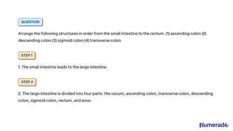 Solved Arrange The Following Structures In Order From The Small Intestine To The Rectum 1