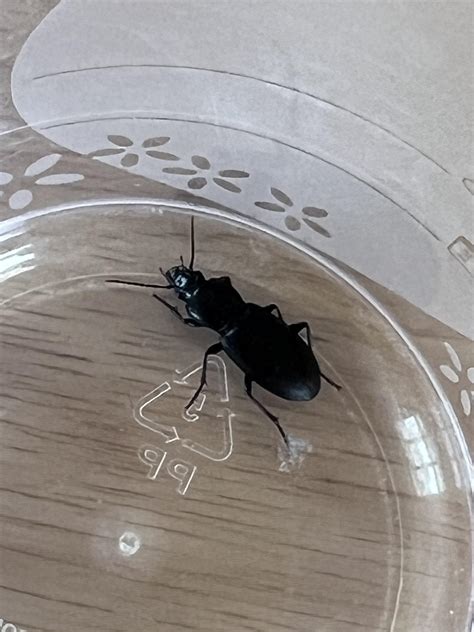 Keep Finding These Black Beetles In My House R Insects
