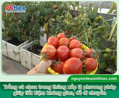 Hướng Dẫn Trồng Cà Chua Trong Thùng Xốp Quả To Sai Trái