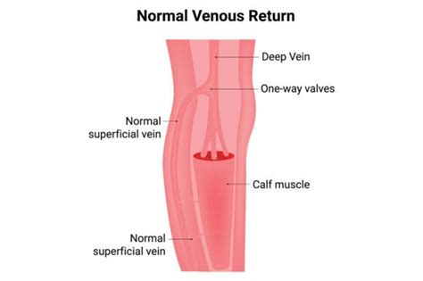 Normal Venous Return Science Design Graphic By Hamjaiu · Creative Fabrica