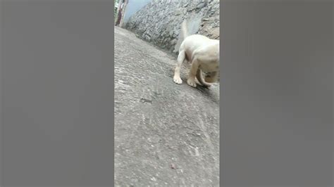 අපේ චූටි කෝලම ගෙදර ආපු මුල් කාලෙ 🐕😘 Youtube