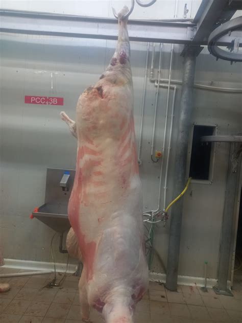 Carcass Meat Lamb Sheep