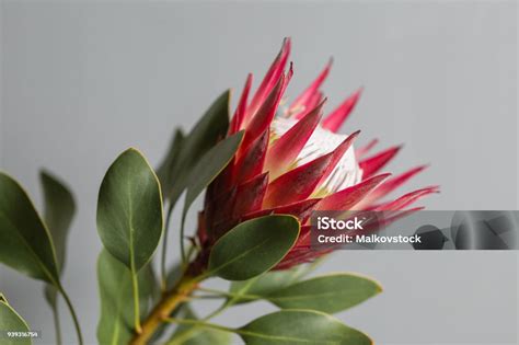 킹 Protea 꽃 1 큰입니다 남아 프리 카 공화국에서 자 랍니다 회색 배경입니다 꽃 나무에 대한 스톡 사진 및 기타 이미지 꽃 나무 꽃 식물 남쪽 Istock