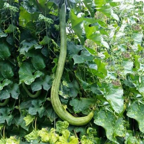 Giant Long Luffa Sponge Seeds Luffa Aegyptiaca €245 🌳🌼🌸🌿🌱
