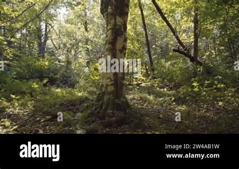 Mans Hands Hug And Stroke The Bark Of A Large Tree The Unity Of Nature Caring For Forests