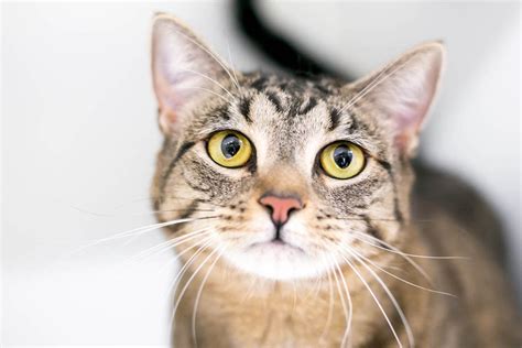 Electrolyte Imbalances In Cats Cat World