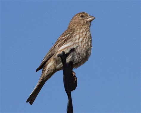 Sfv Backyard Bird Identification San Fernando Valley Audubon Society