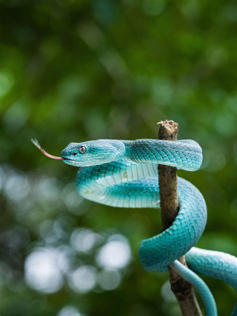 3000 Free Harmless Snake And Snake Images Pixabay