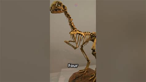 Anabisetia The Tiny Herbivore 🇦🇷 Dinosaur Shorts Facts