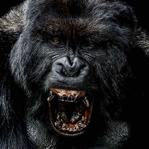 Epic Wild On Instagram “ Lookintothenature The Average Strength Of A