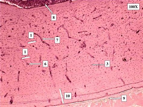 PPT Histology Slides For Bone Tissues PowerPoint Presentation Free Download ID