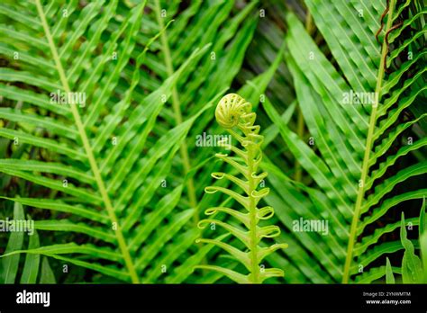Blechnum Hard Fern Frond Green Leaf Leaves Botany Botanical Background Texture Curl Furled