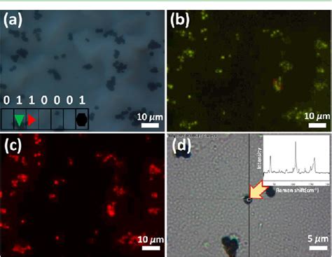 Figure 1 From Dual Mode Encoded Magnetic Composite Microsphere Based On Fluorescence Reporters