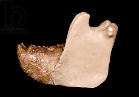 Image Of Gigantopithecus Model Jaw