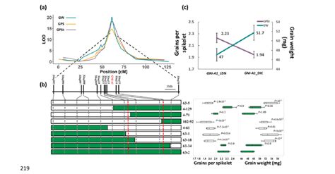 Fine Mapping Of Grain Number And Weight A Qtl Mapping Of Grains Per Download Scientific