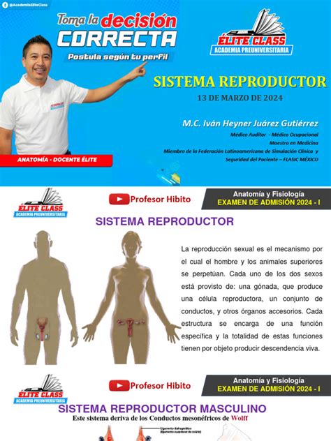 Sistema Reproductor Masculino Pdf Sistema Reproductivo Sistema
