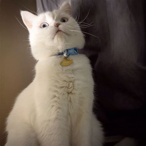 50 Over Dramatic Cats Who Deserve An Oscar Bored Panda